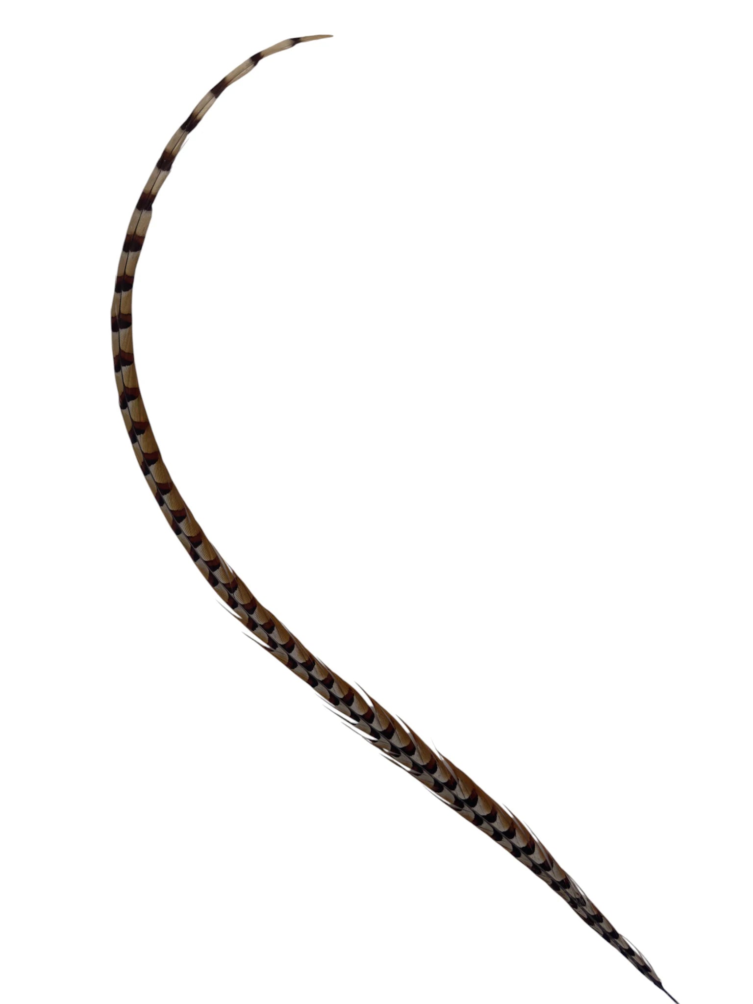 Royal pheasant 80-100cm – Enkels Feathers
